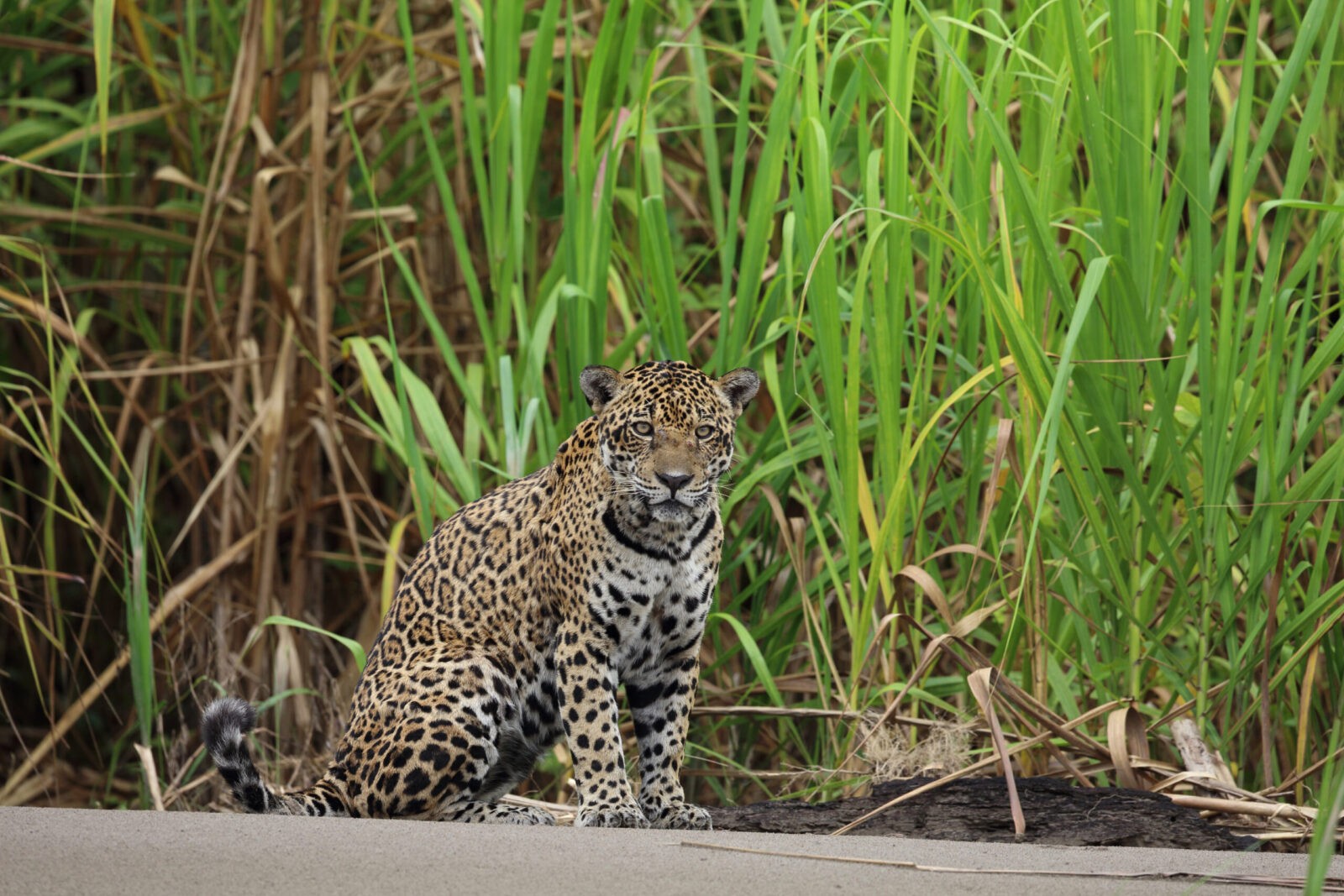 Embark on a Wildlife Odyssey: Peruvian Amazon Wildlife Tours